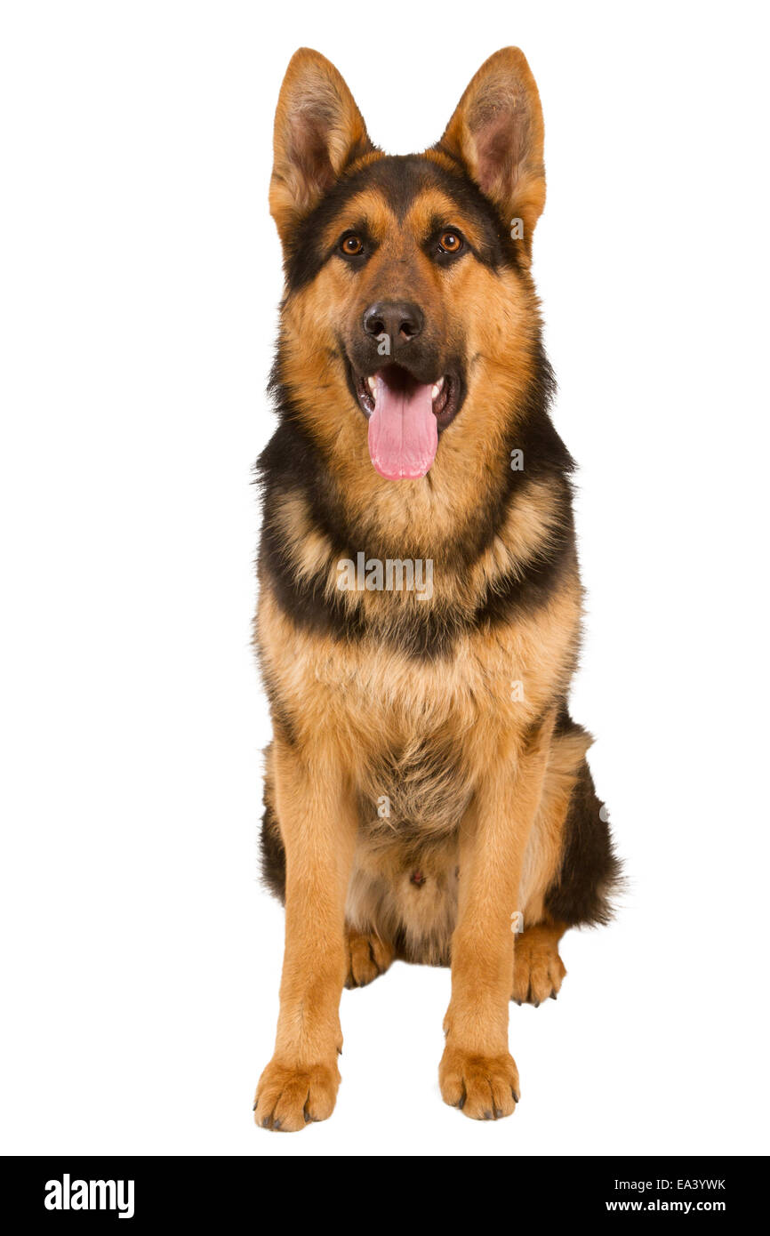 Furry german shepherd Cut Out Stock Images & Pictures - Alamy