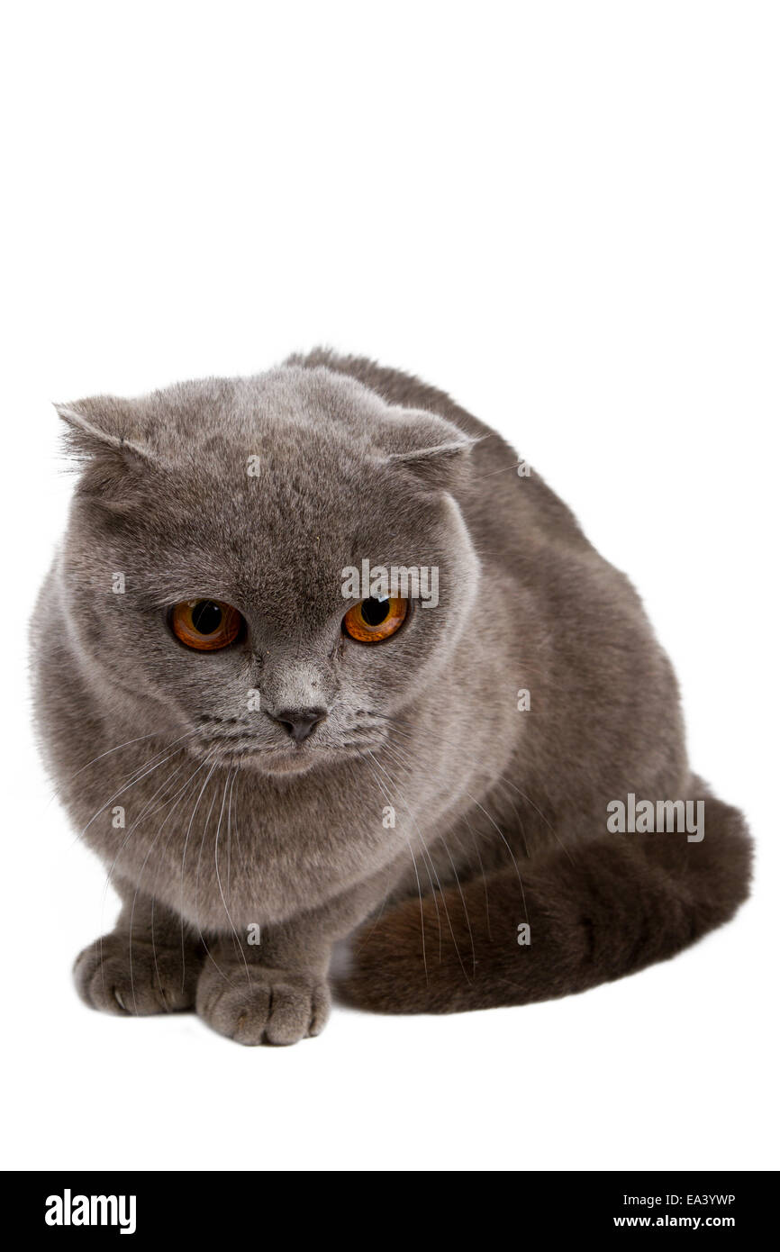 Front view old british Cut Out Stock Images & Pictures - Alamy