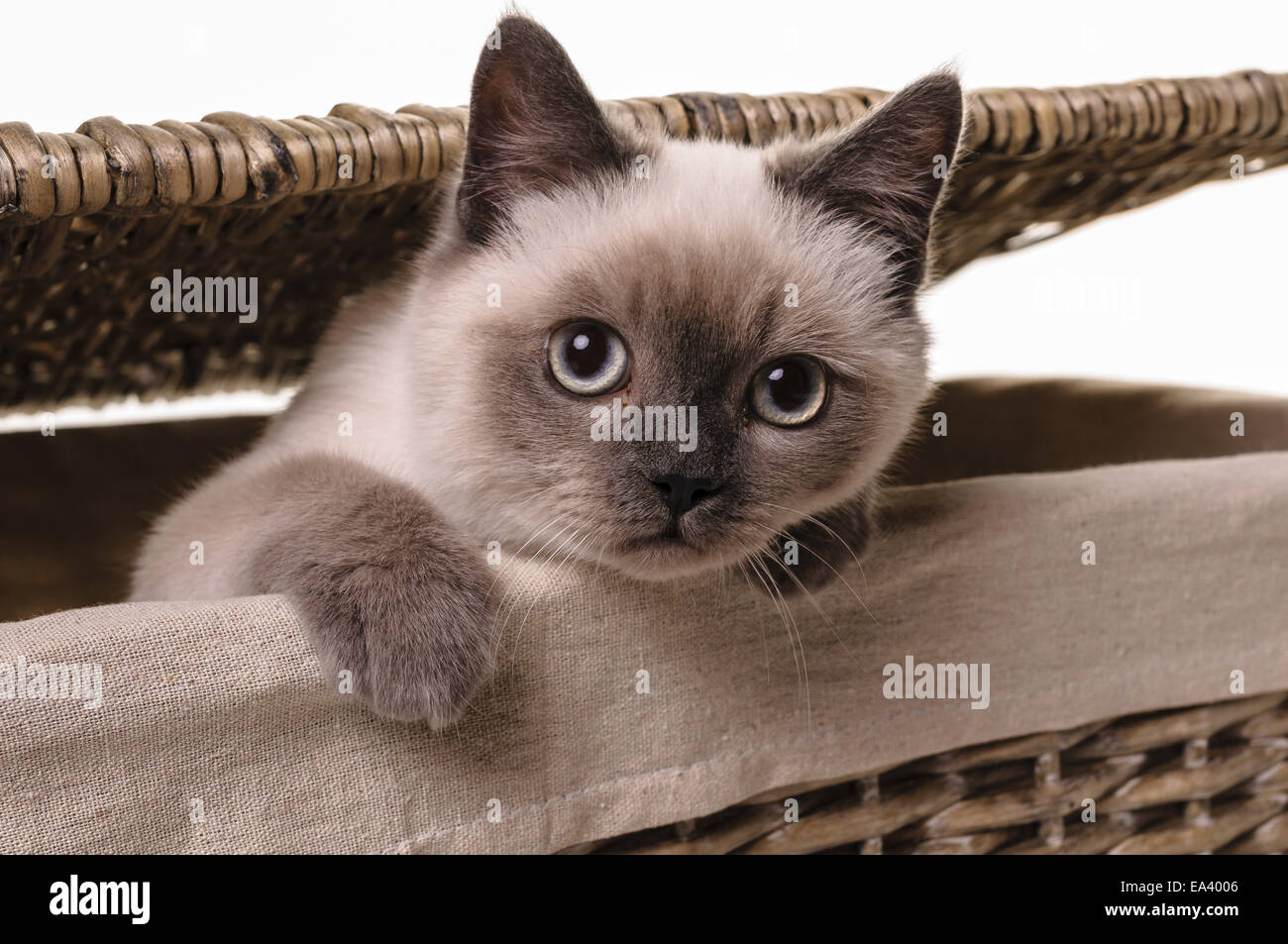 Nosy little cat Stock Photo - Alamy