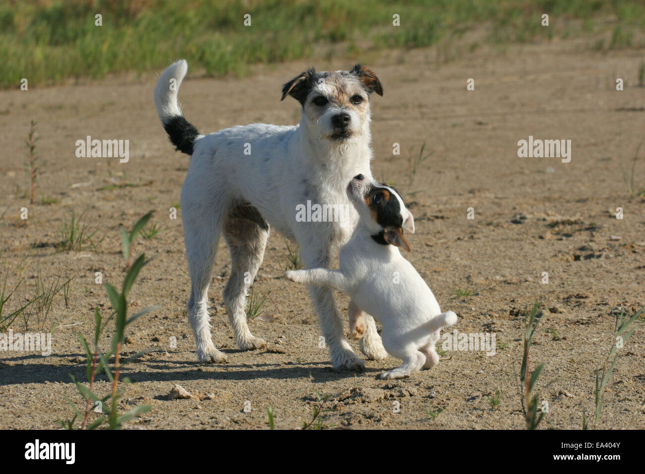 Parson Russell Terrier Stock Photo - Alamy