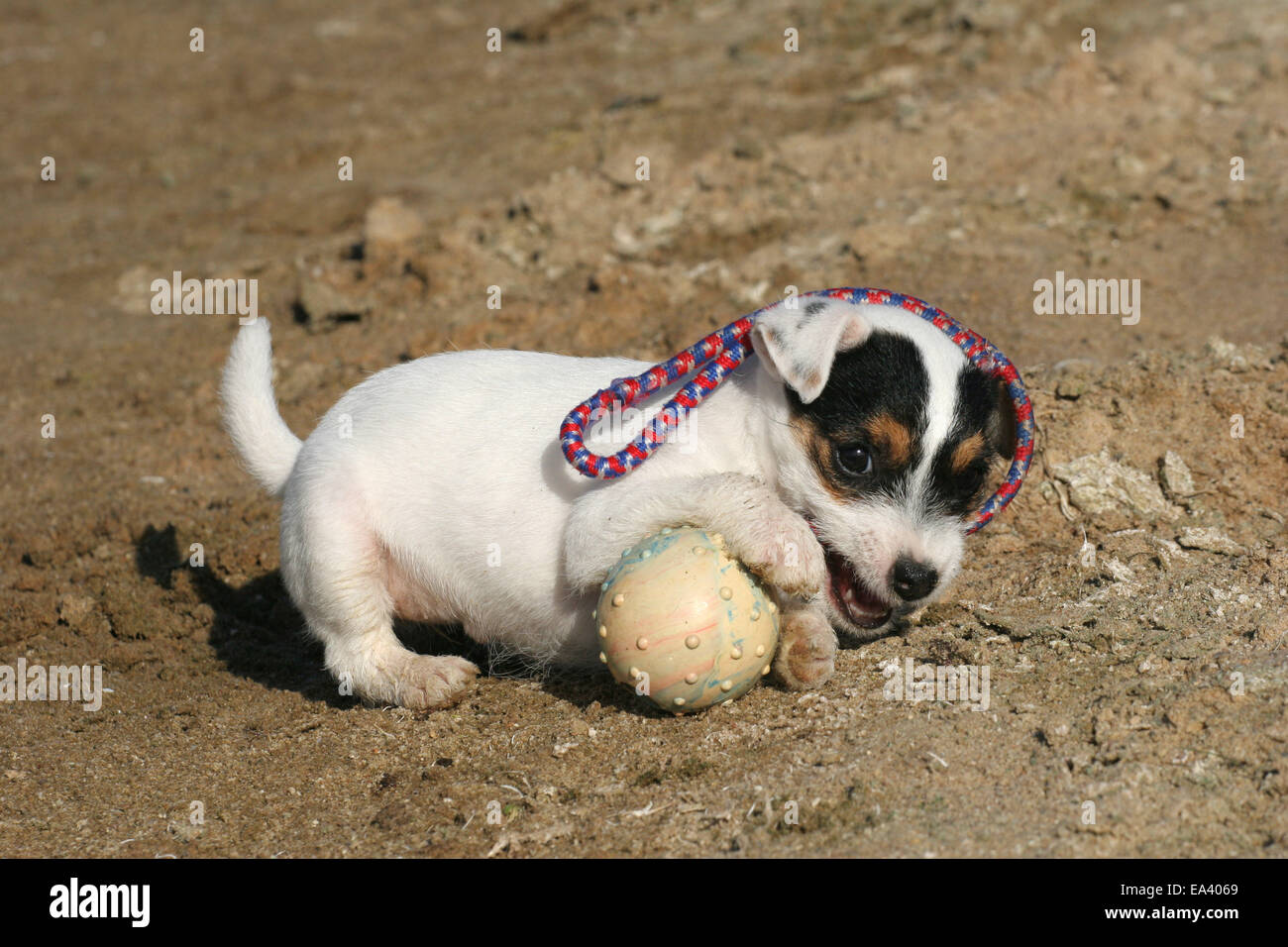 playing Parson Russell Terrier Puppy Stock Photo - Alamy