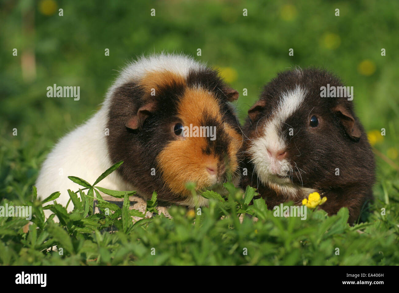US Teddy Guinea Pig Stock Photo - Alamy