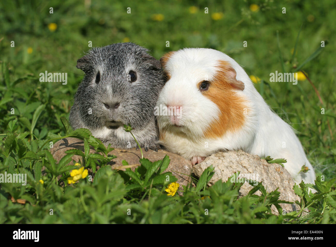 English crested guinea pig hi-res stock photography and images - Alamy
