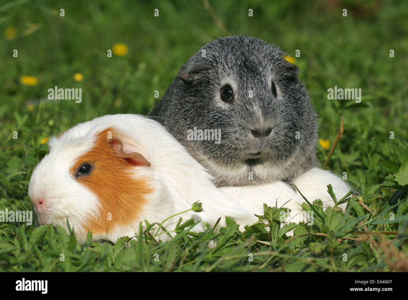 English crested guinea pig hi-res stock photography and images - Alamy