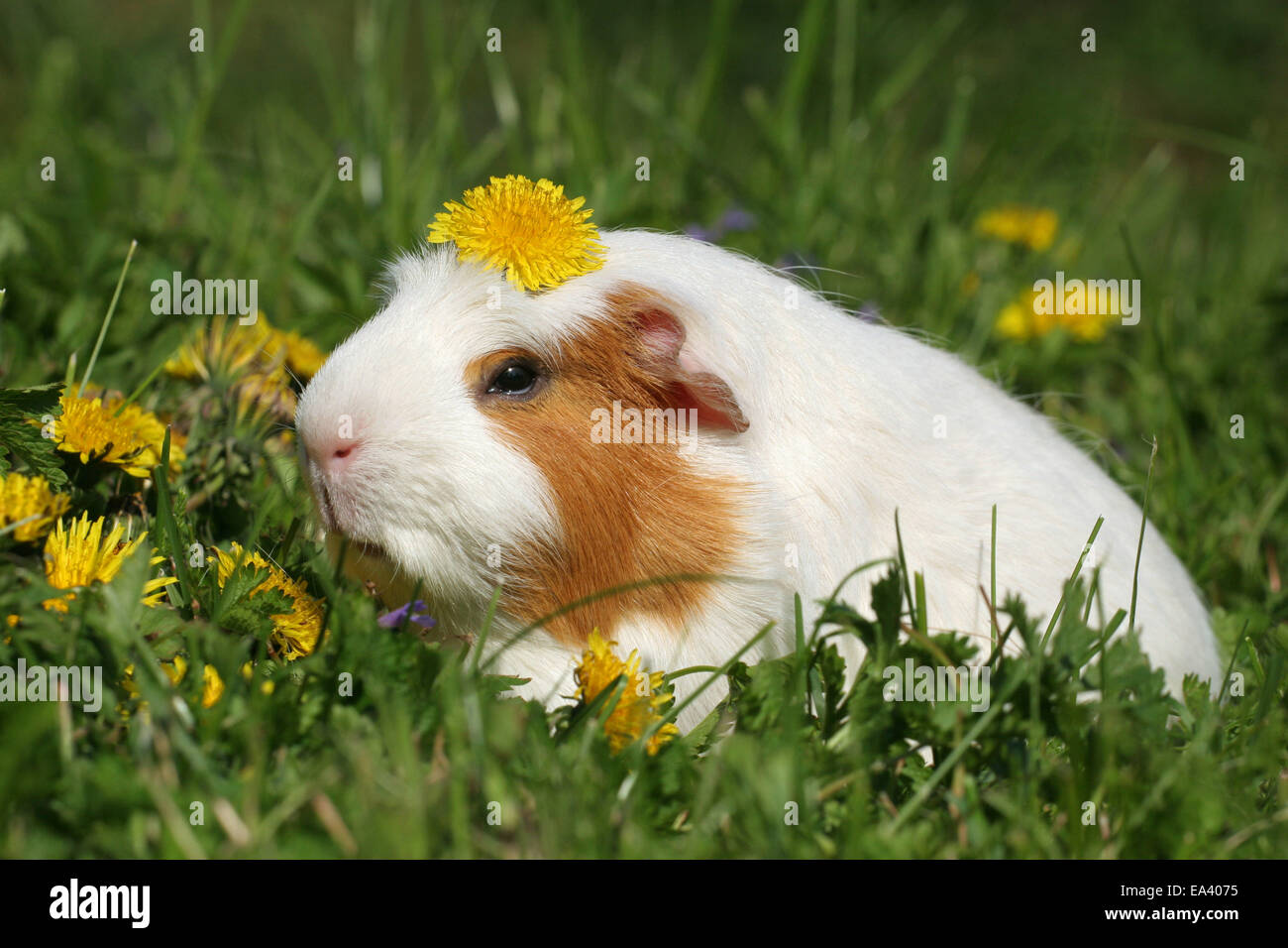 English Crested Guinea Pig Stock Photo - Alamy