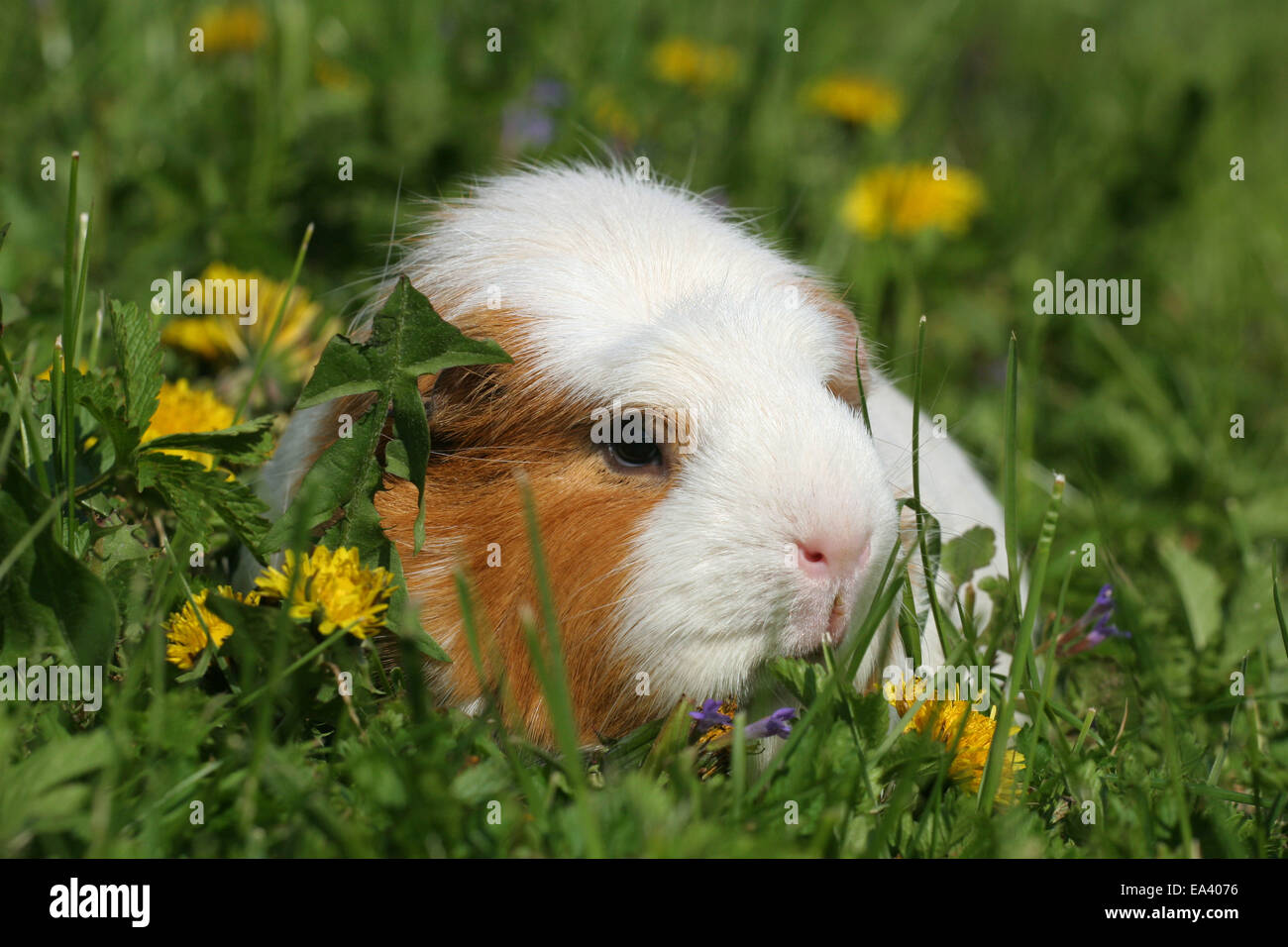 English crested guinea pig hi-res stock photography and images - Alamy