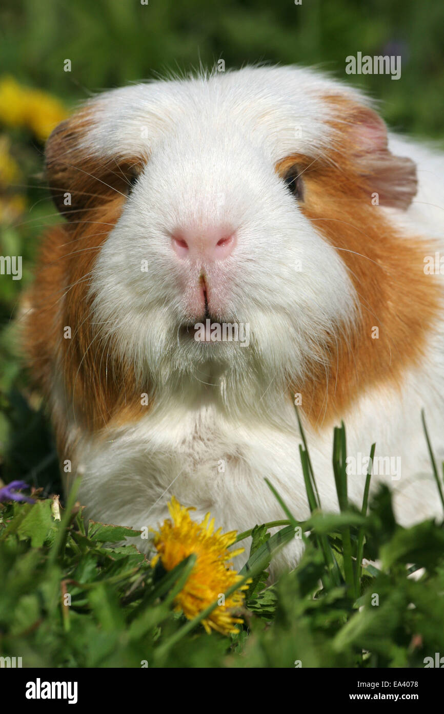 English Crested Guinea Pig Stock Photo, Royalty Free Image: 75076044 ...