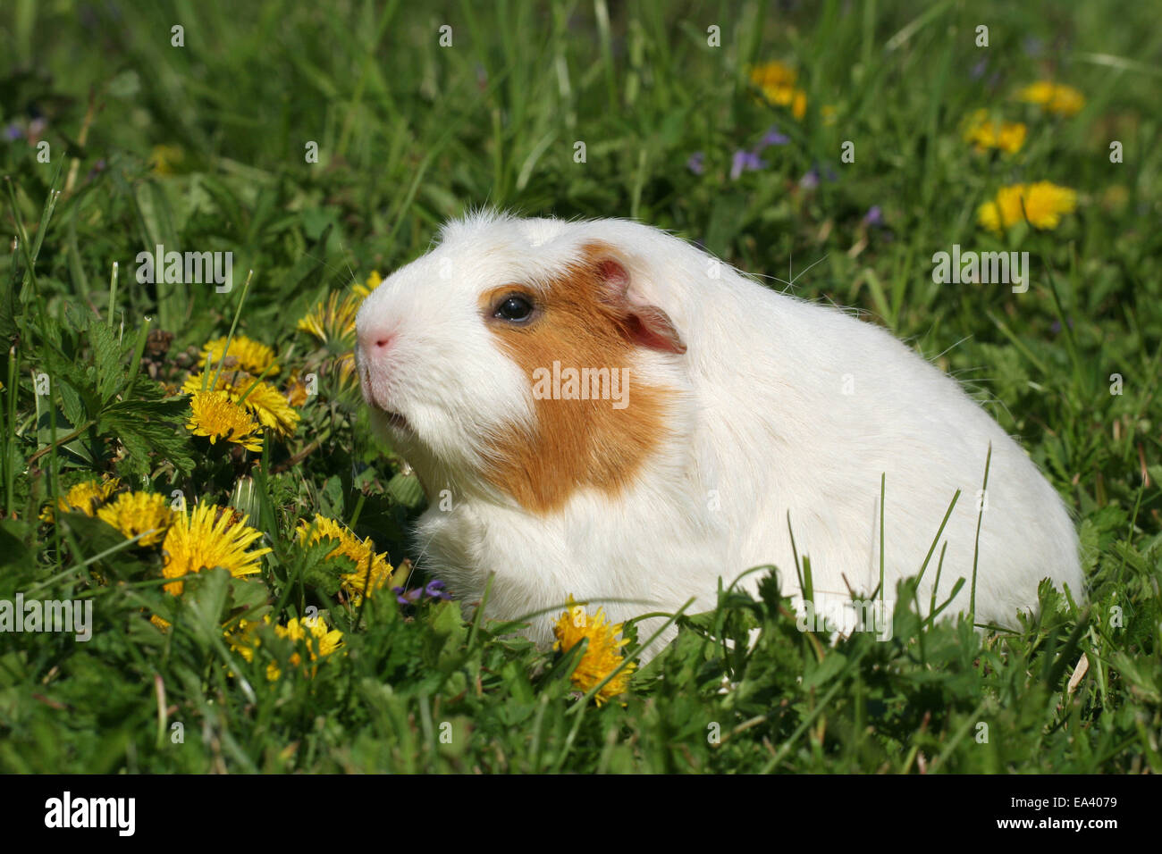 English pigs hi-res stock photography and images - Alamy