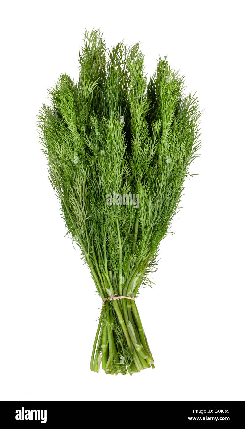 Single green shoot hi-res stock photography and images - Alamy