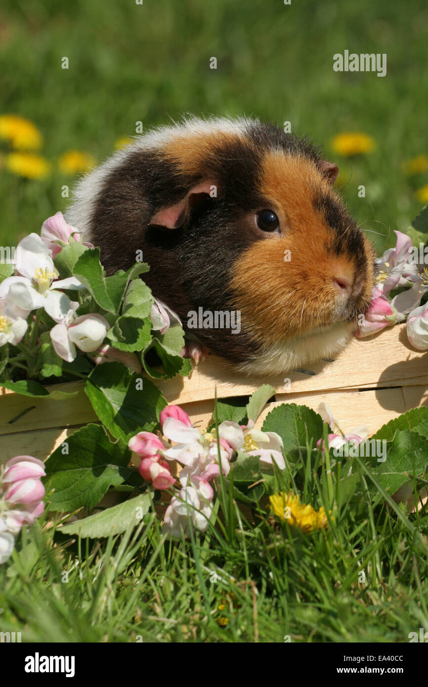 Us teddies hi-res stock photography and images - Alamy