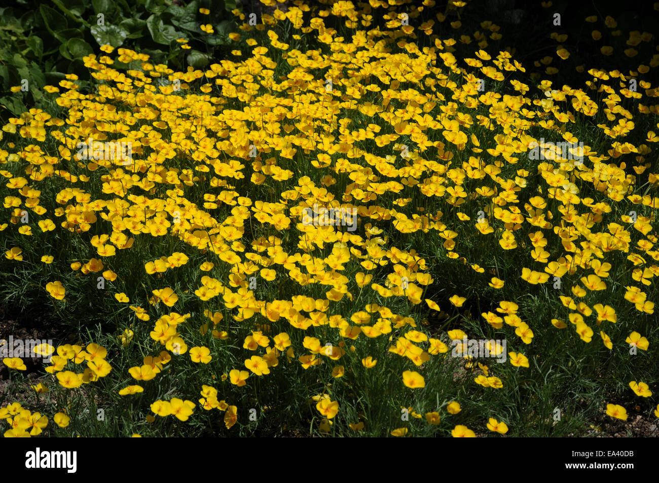 Pan flowers hi-res stock photography and images - Alamy
