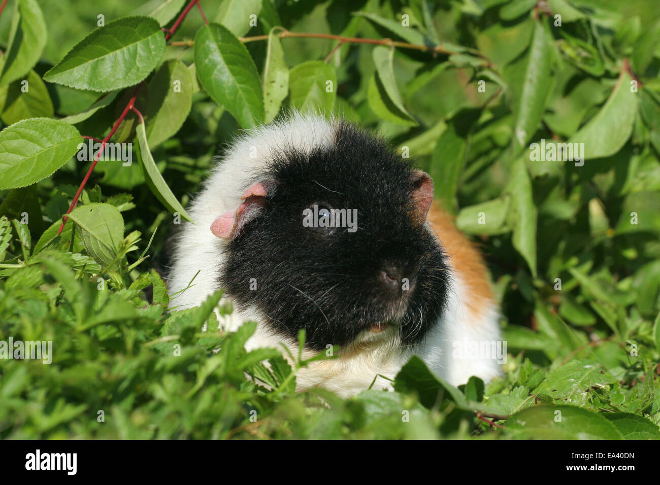 Us Teddies High Resolution Stock Photography and Images - Alamy