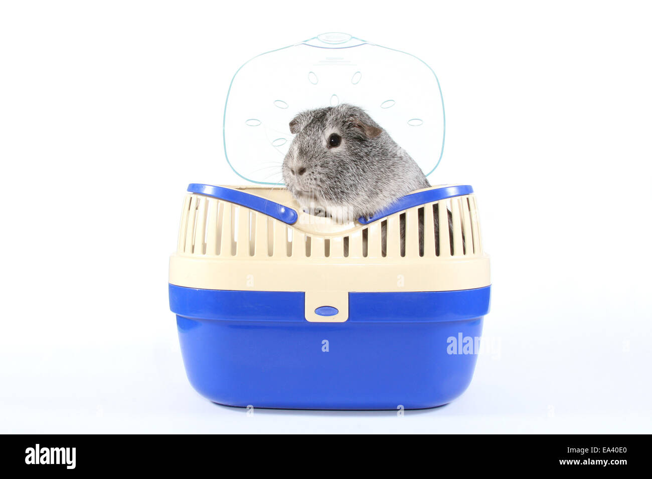 guinea pig in box Stock Photo - Alamy