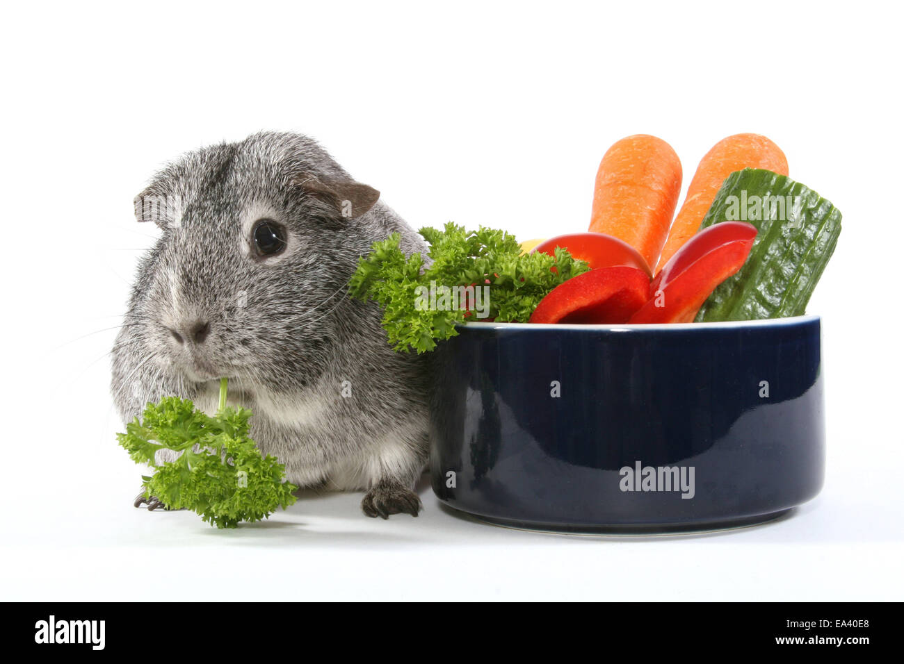 guinea pig with fodder Stock Photo - Alamy