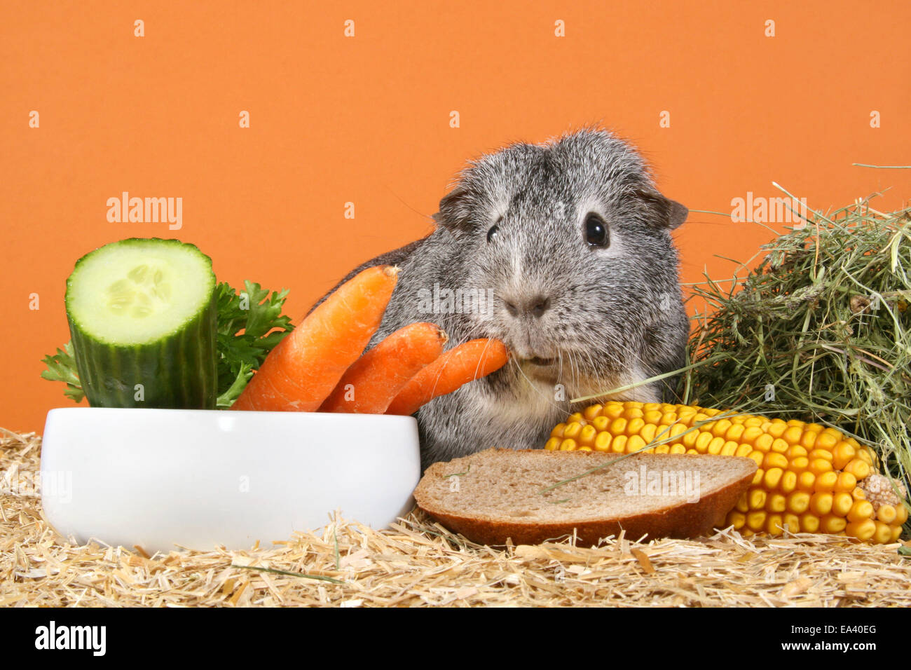 Pigs eating vegetables hi-res stock photography and images - Alamy