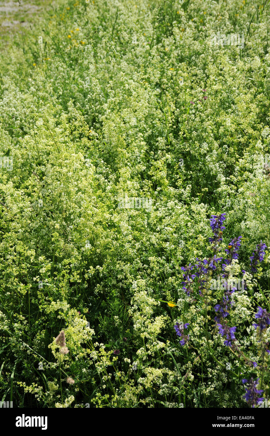 False hedge hi-res stock photography and images - Alamy