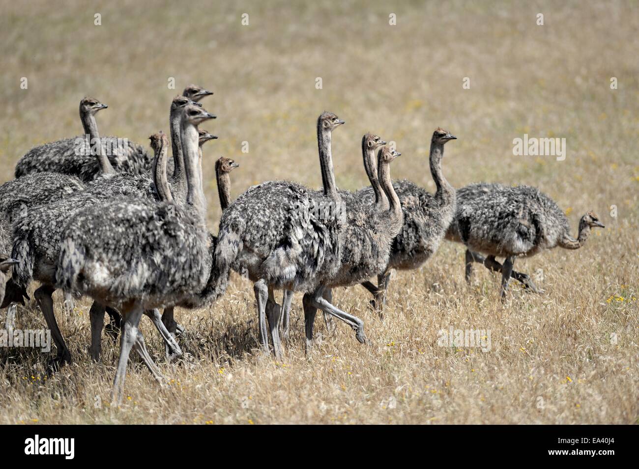 Ostrich wings hi-res stock photography and images - Alamy