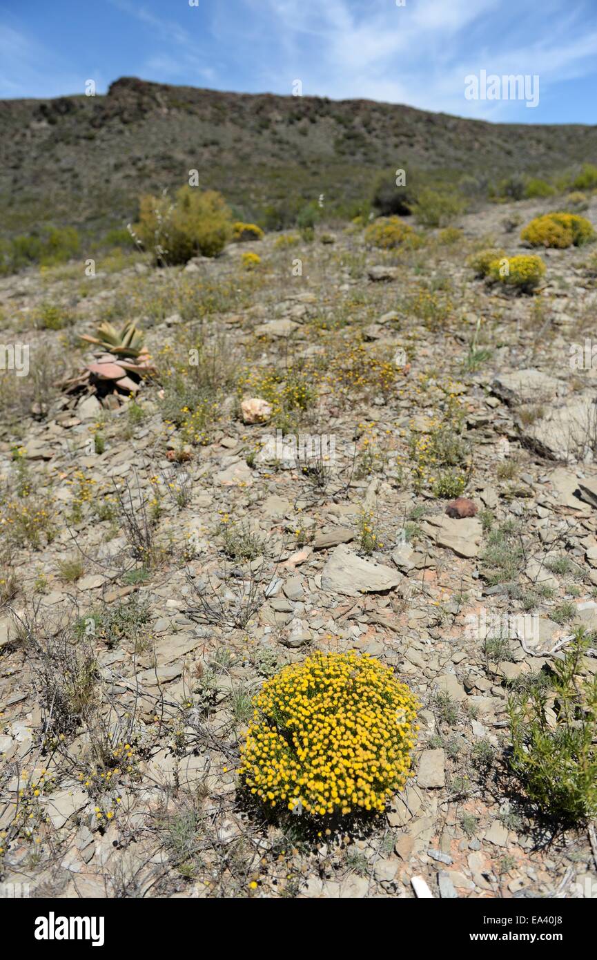 Xerophyte vegetation hi-res stock photography and images - Alamy