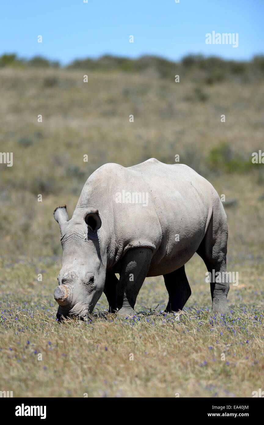 A shot of rhinos in captivity Stock Photo - Alamy