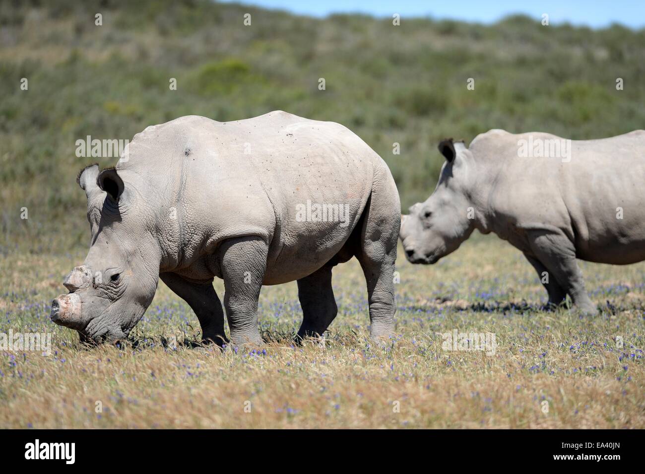 A shot of rhinos in captivity Stock Photo - Alamy