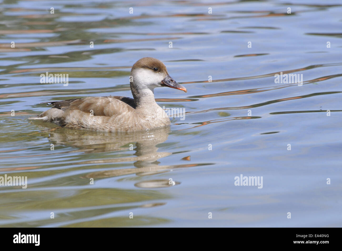 Red crested ducks hi-res stock photography and images - Alamy