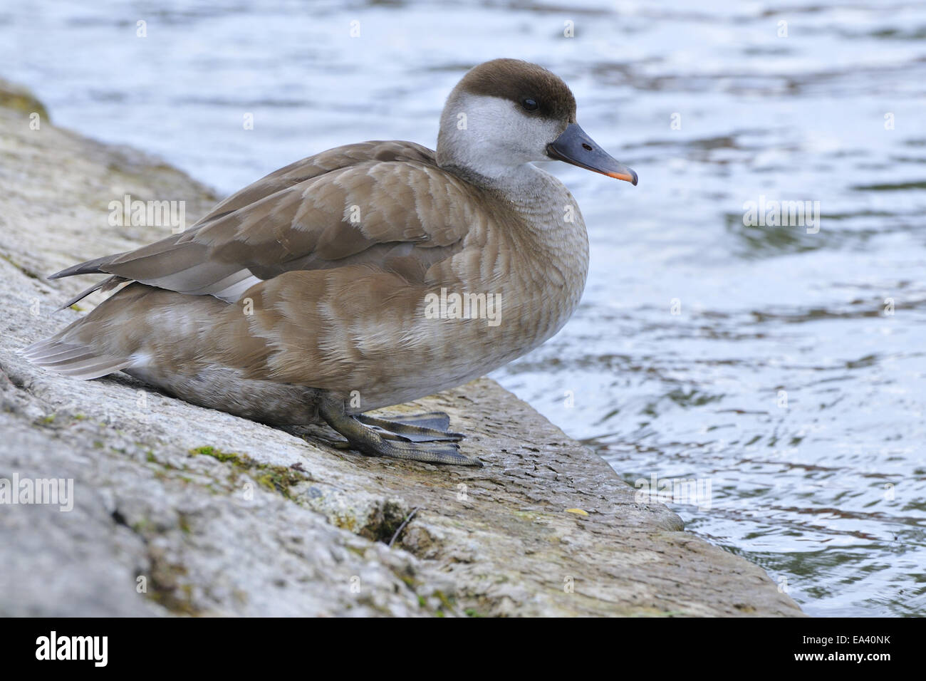 Red crested ducks hi-res stock photography and images - Alamy