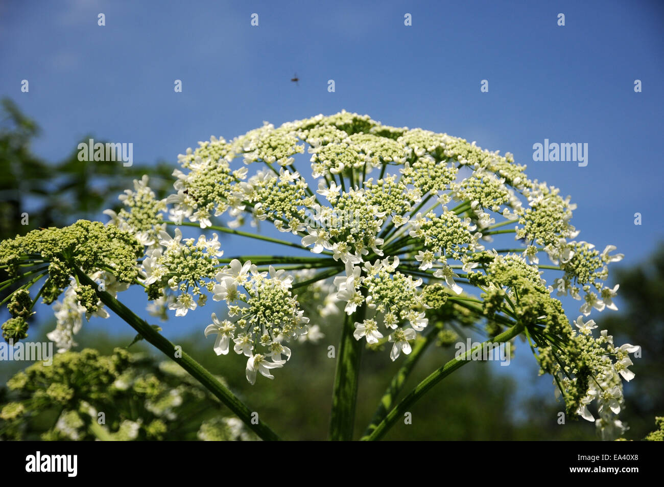 Persian g hi-res stock photography and images - Alamy