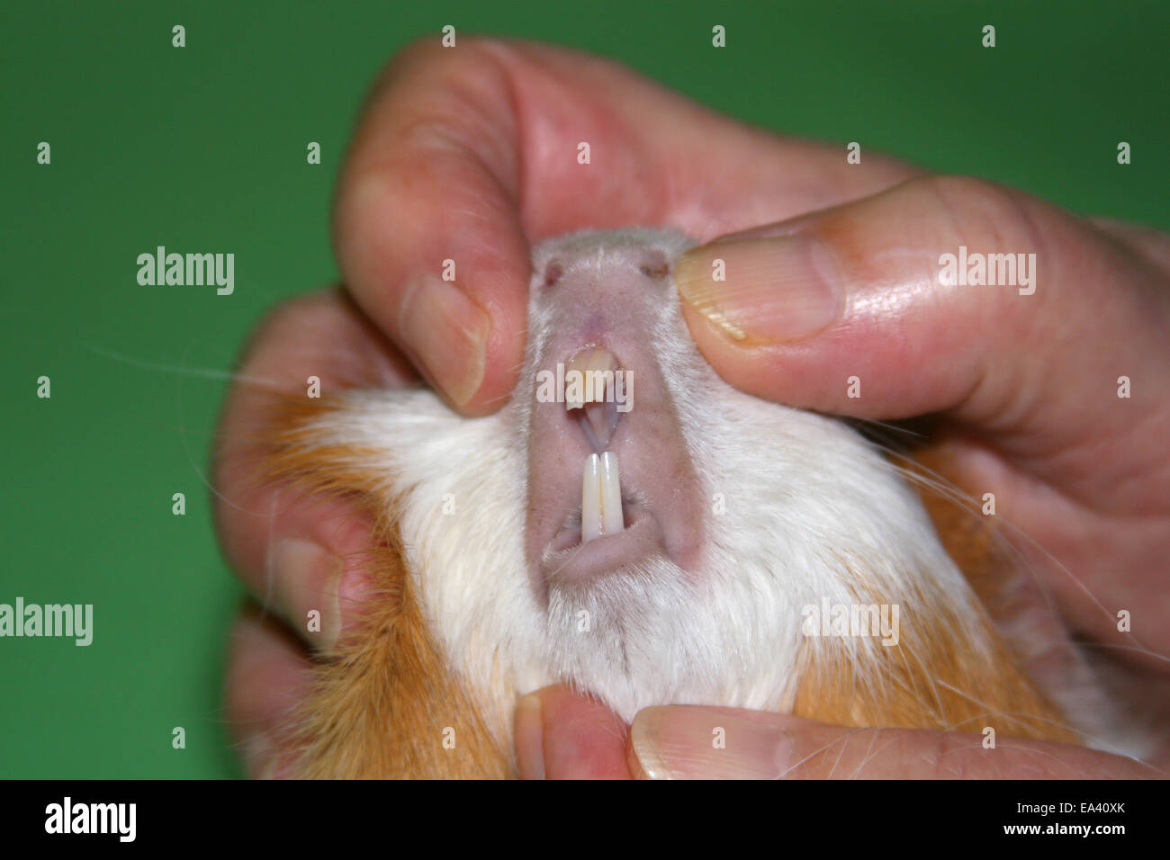 Domestic pig teeth hi-res stock photography and images - Alamy