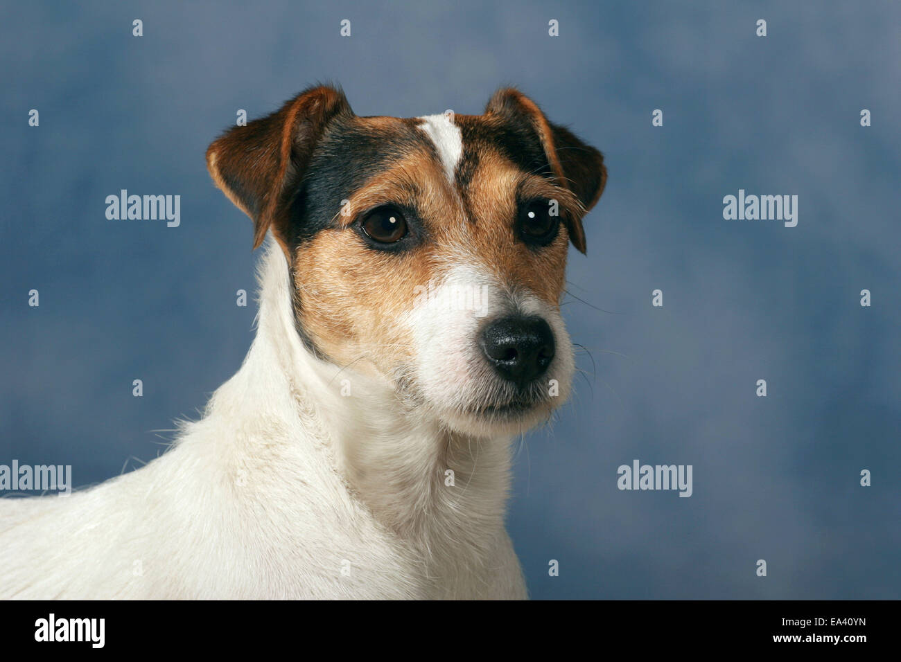 Parson Russell Terrier Portrait Stock Photo - Alamy