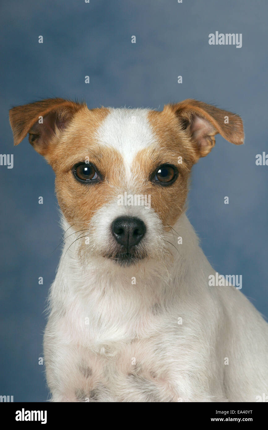 Parson Russell Terrier Portrait Stock Photo - Alamy