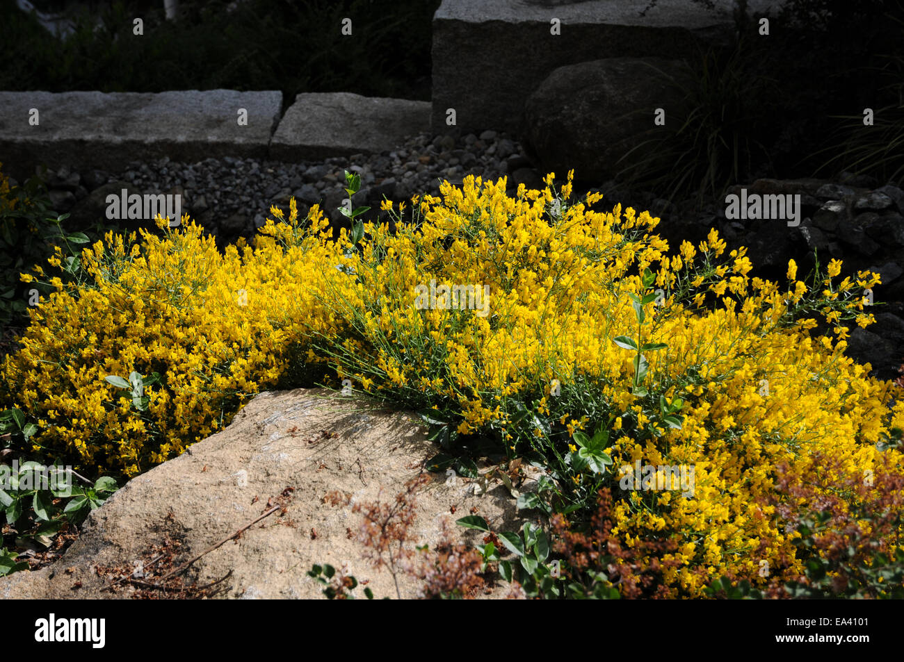 Genista lydia hi-res stock photography and images - Alamy