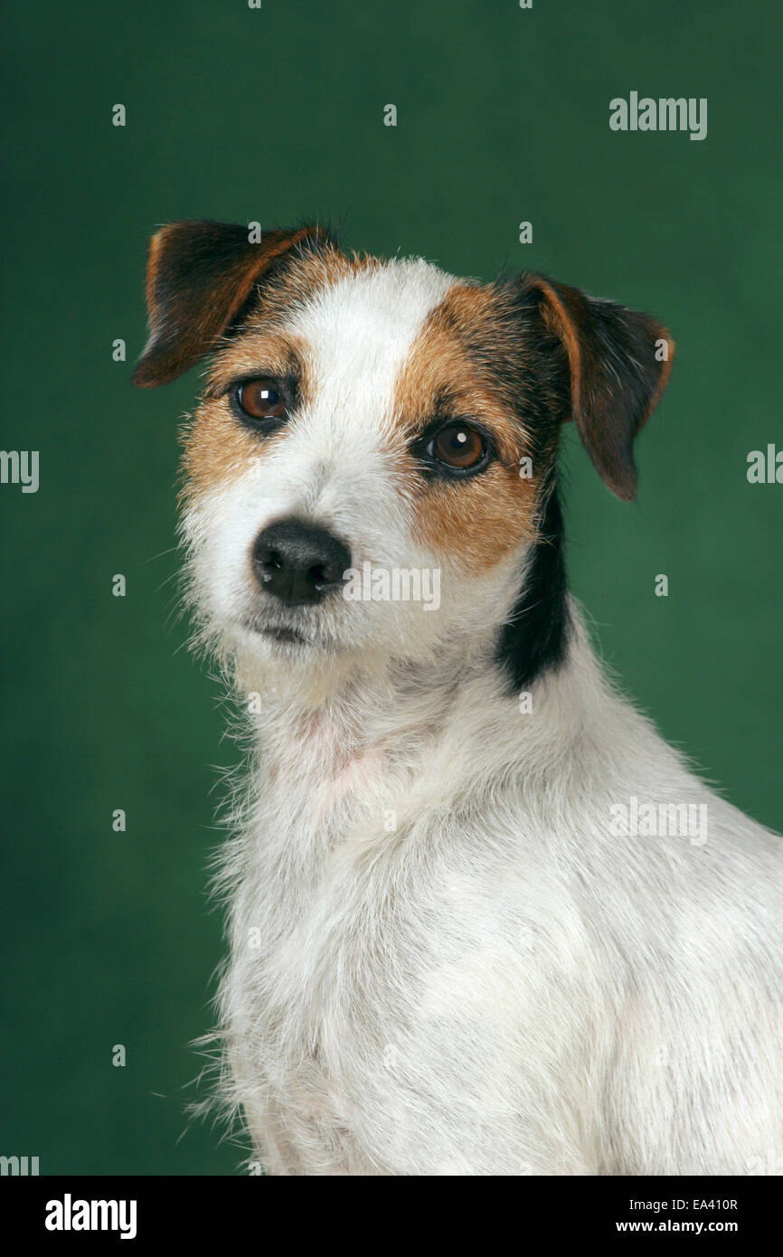 Parson Russell Terrier Portrait Stock Photo - Alamy