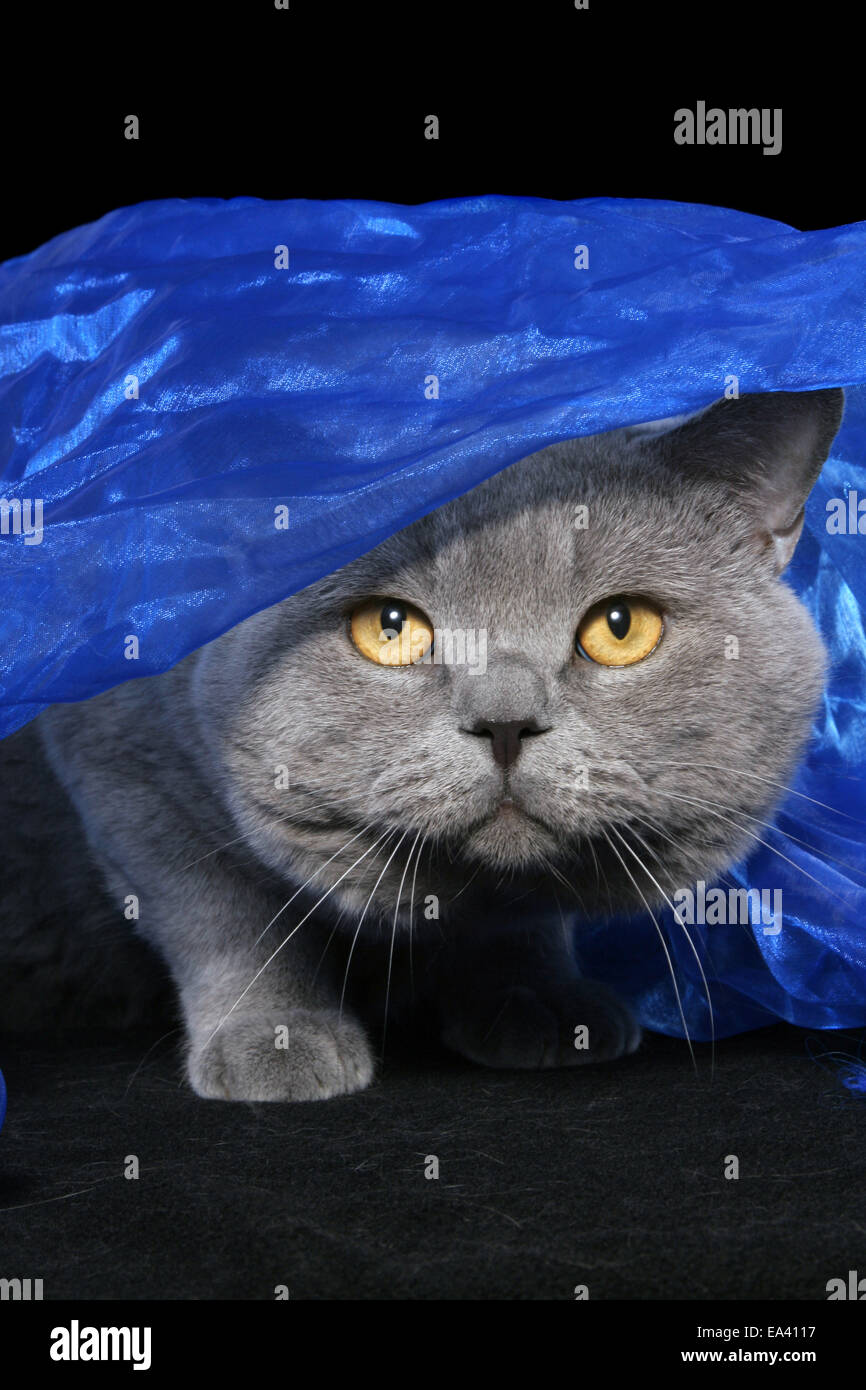 British Shorthair tomcat Stock Photo - Alamy