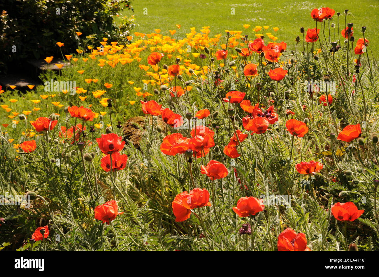 Persian poppies hi-res stock photography and images - Alamy
