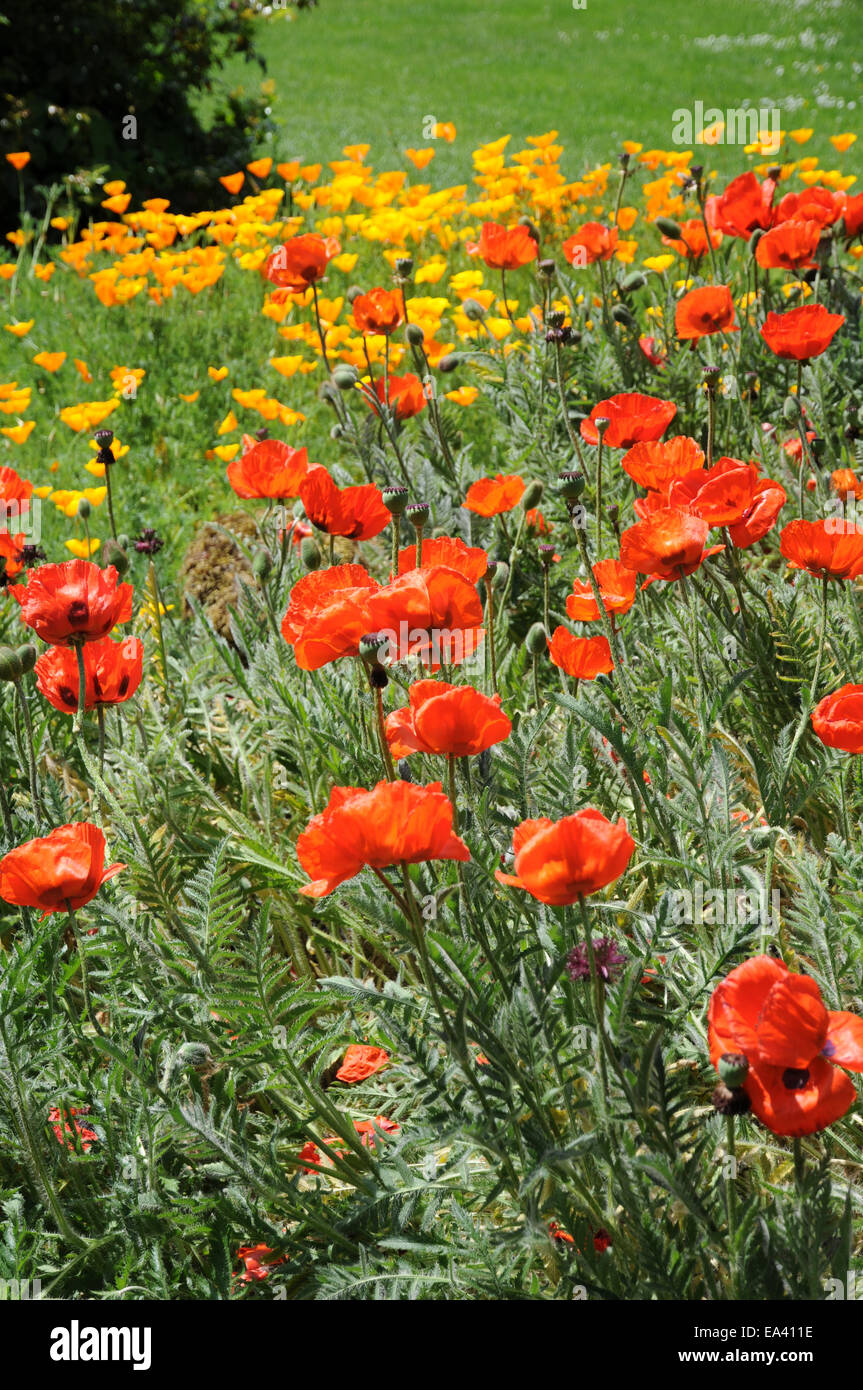 Persian poppy hi-res stock photography and images - Alamy