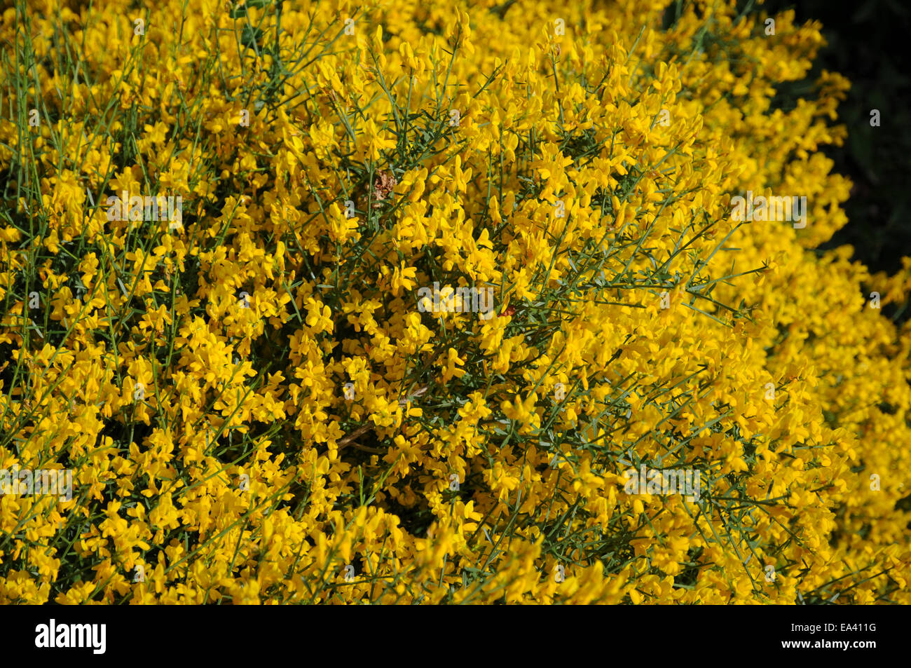 Genista lydia hi-res stock photography and images - Alamy