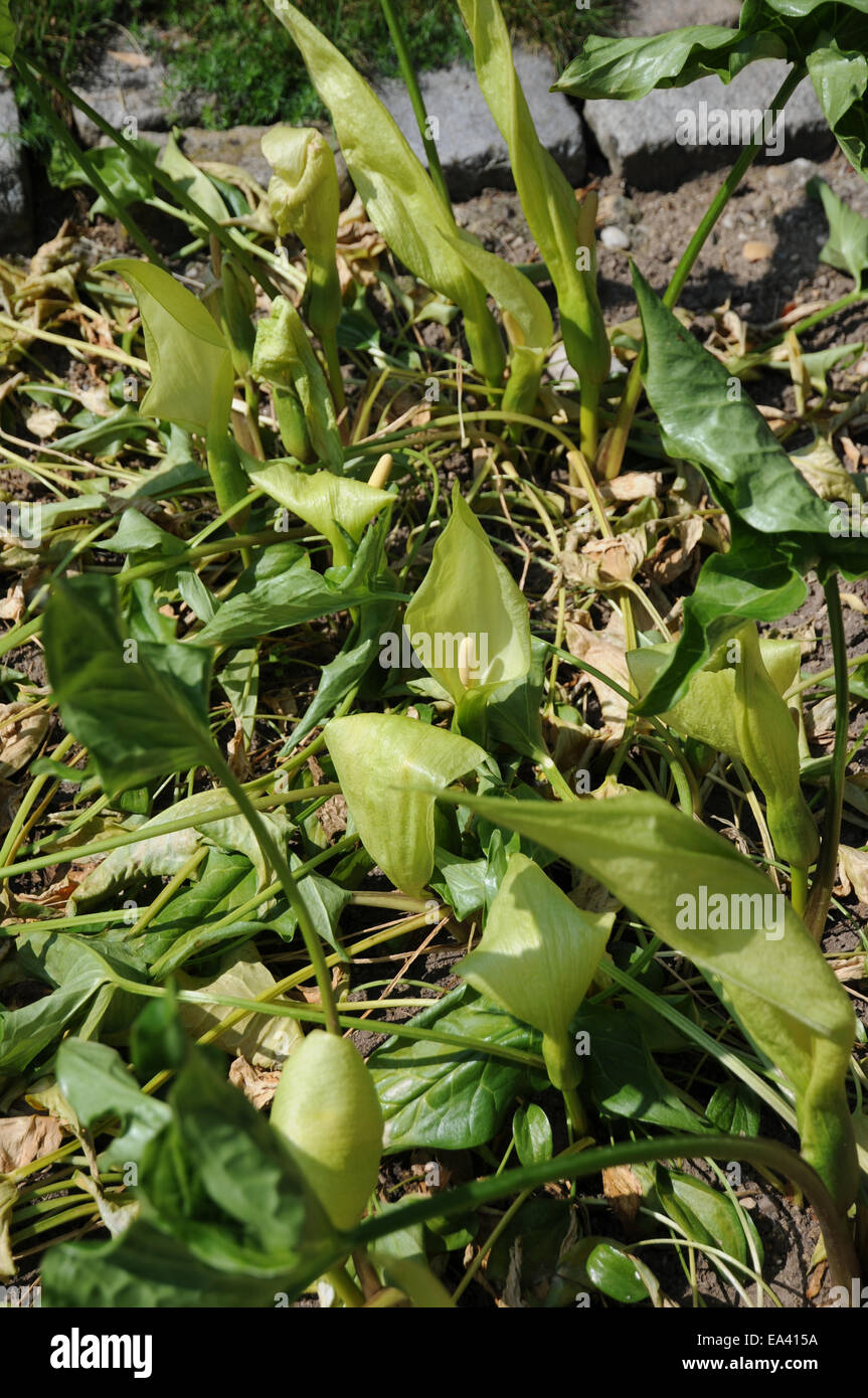 Italian arum hi-res stock photography and images - Alamy
