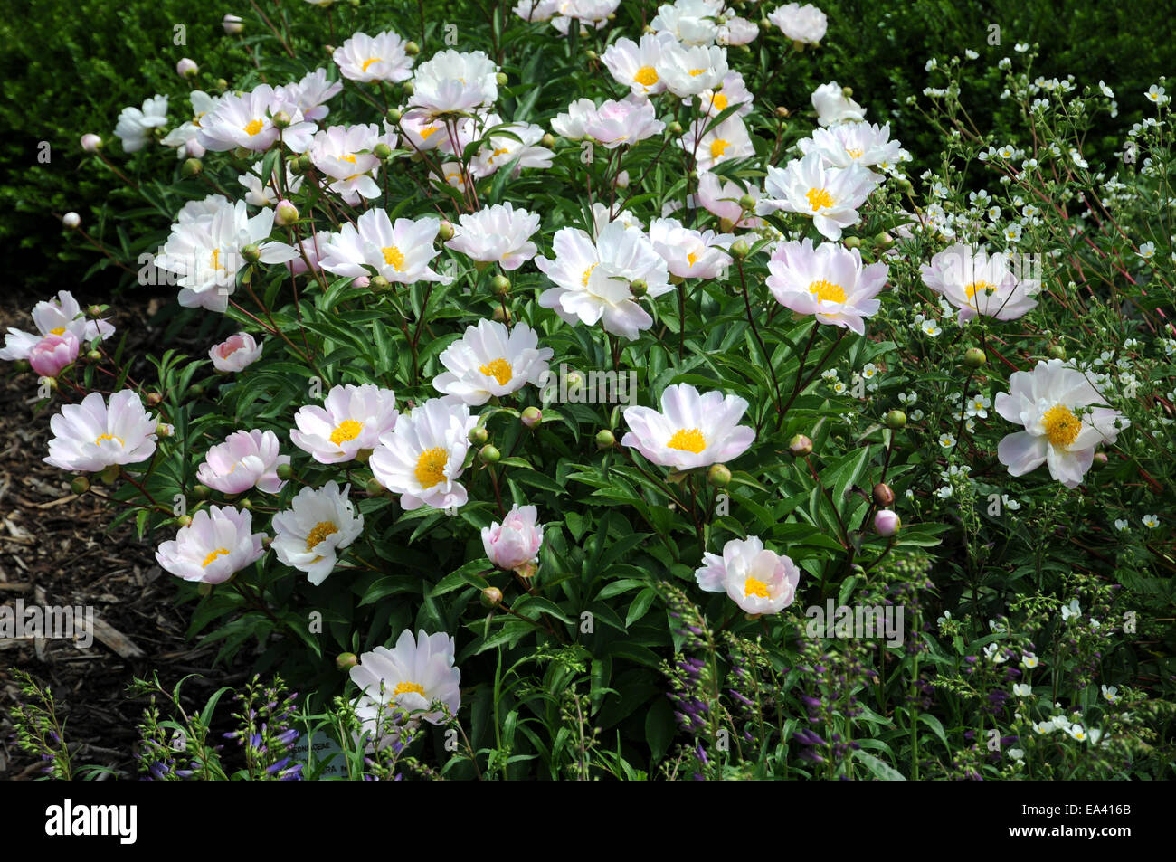 Chinese peony hi-res stock photography and images - Alamy