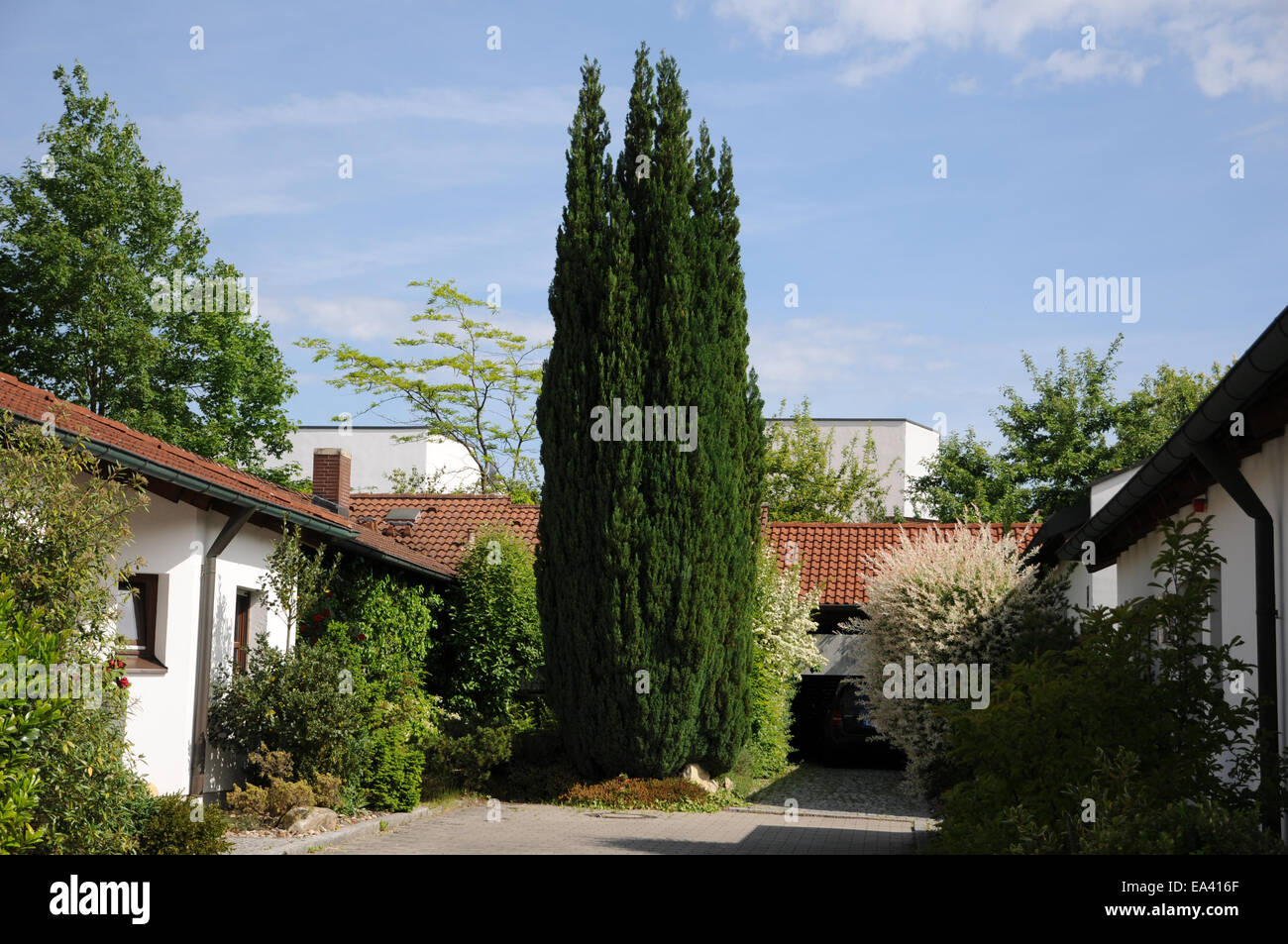 Eastern Red Cedar Stock Photo - Alamy