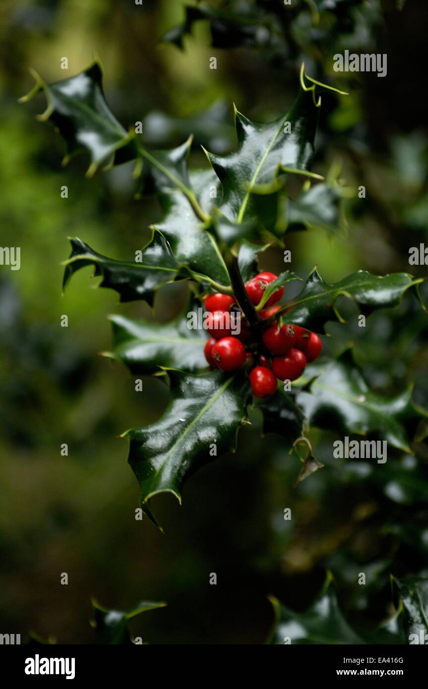 Ilex species hi-res stock photography and images - Alamy