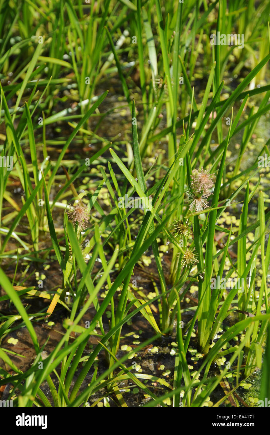 Burreed hi-res stock photography and images - Alamy