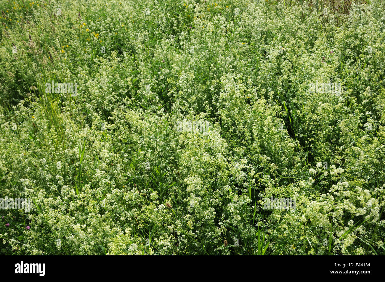 Hedge bedstraw hi-res stock photography and images - Alamy