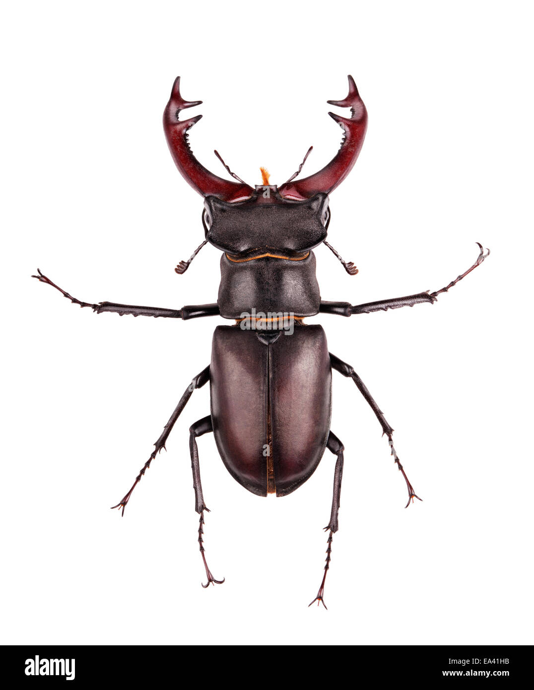 Junebeetle hi-res stock photography and images - Alamy