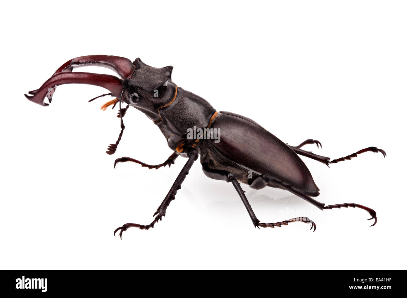 Power beetle hi-res stock photography and images - Alamy