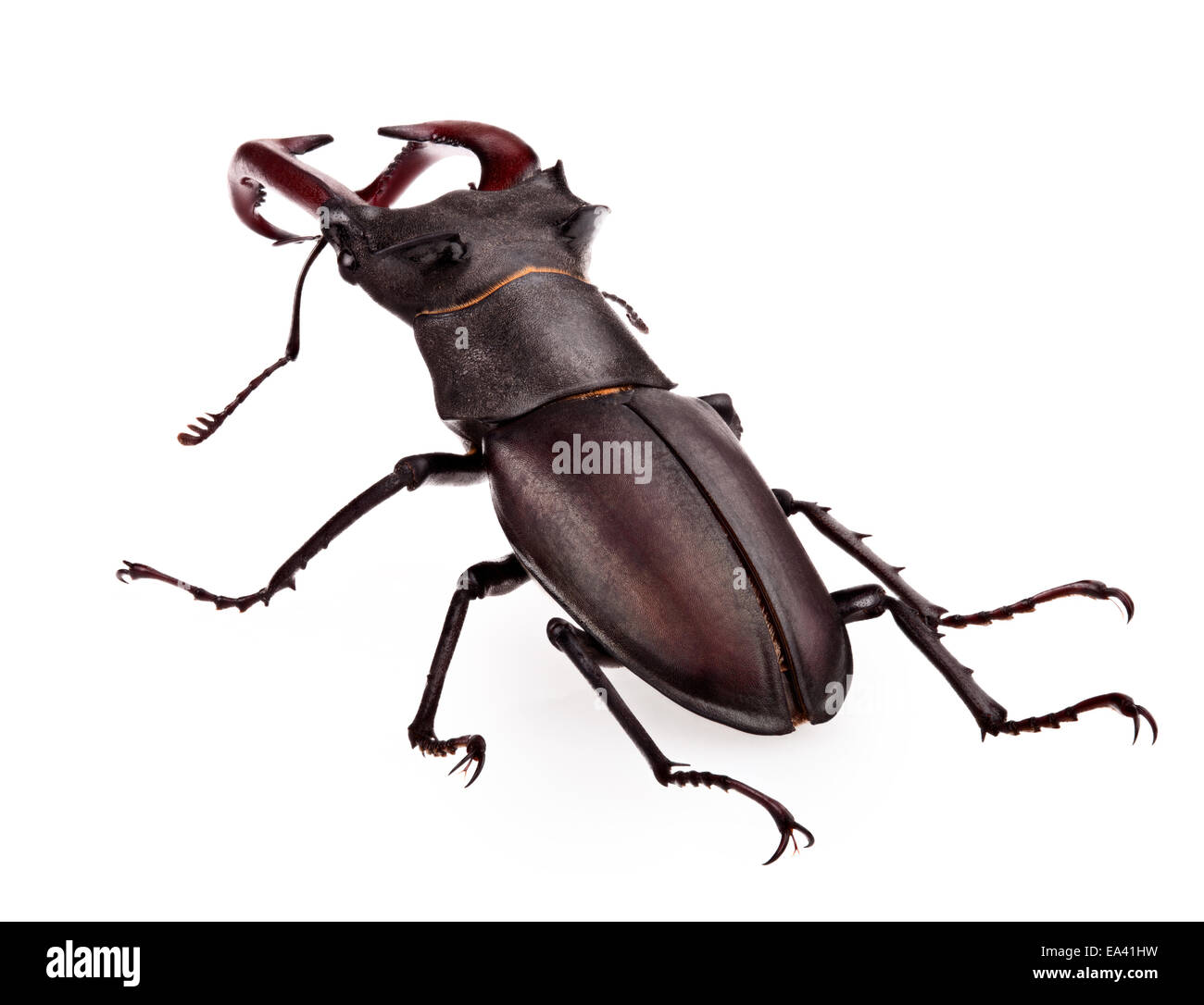 Junebeetle hi-res stock photography and images - Alamy