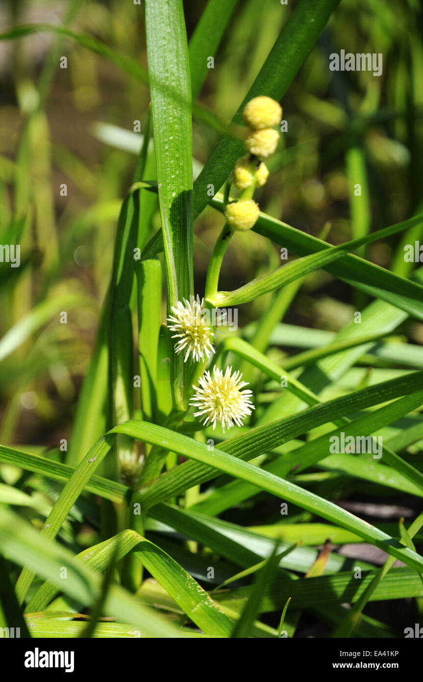 Burreed hi-res stock photography and images - Alamy