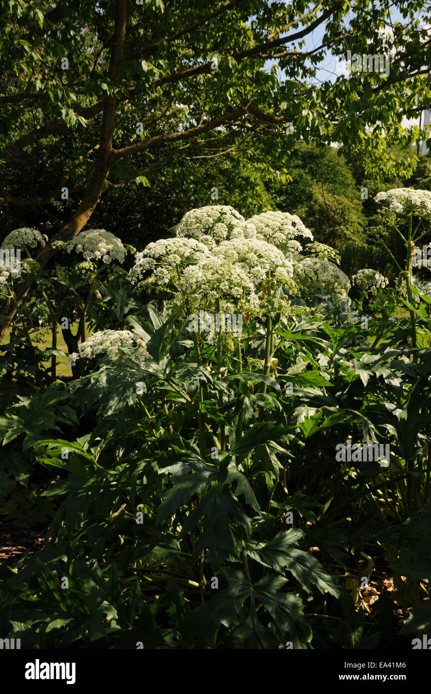 Persian hogweed hi-res stock photography and images - Alamy