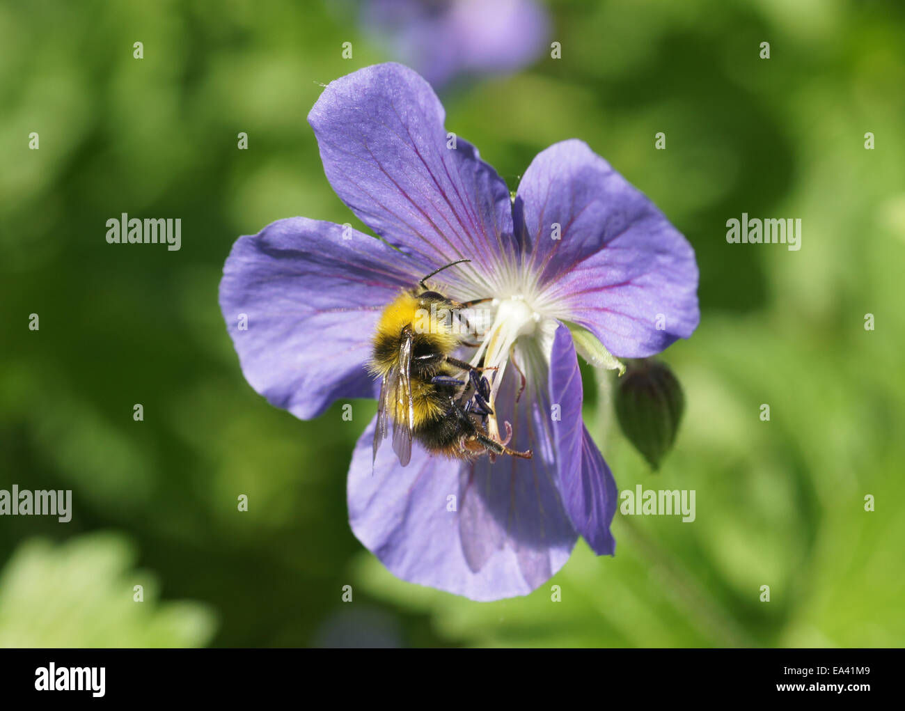 Himalayan insects hi-res stock photography and images - Alamy