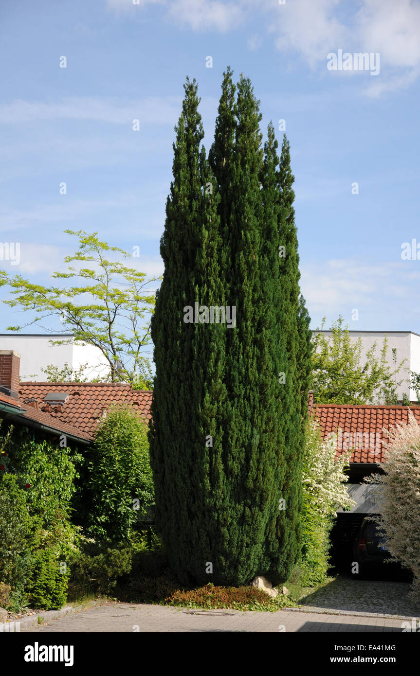 Eastern Red Cedar Stock Photo - Alamy
