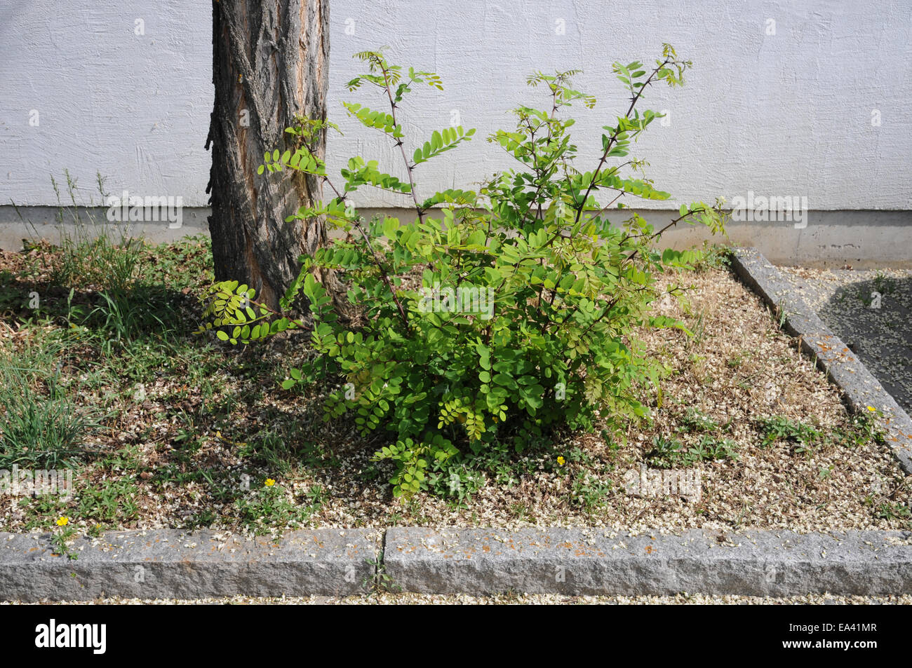 Black locust roots hi-res stock photography and images - Alamy
